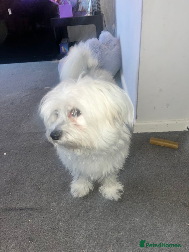 Maltipom for sale in Hemel Hempstead | Pets4Homes