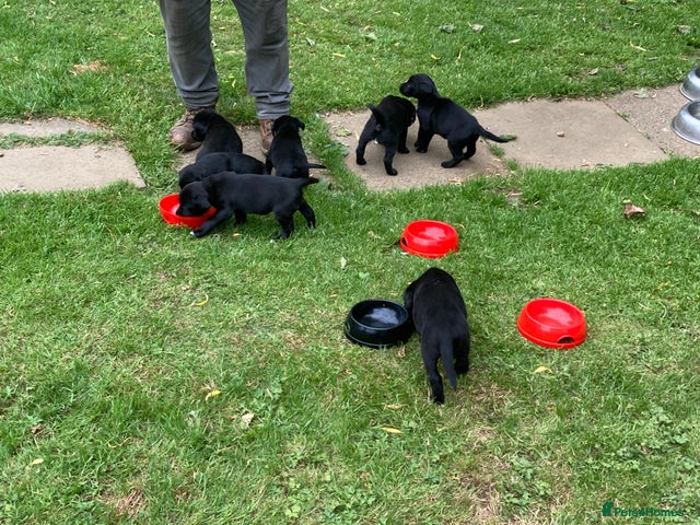 Springadore puppies for sale in Northampton | Pets4Homes