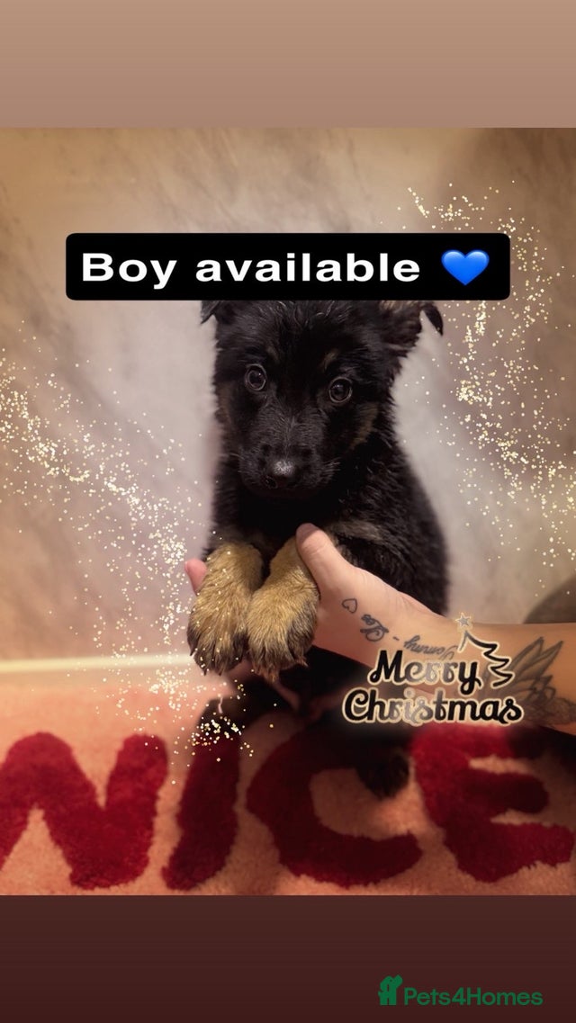 2 German shepherd puppies for sale in Sheffield | Pets4Homes