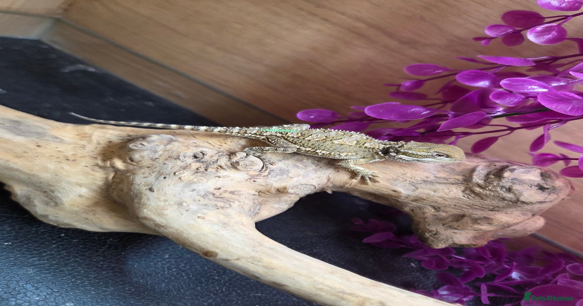 Stunning baby rankin dragon for sale in Kettering | Pets4Homes
