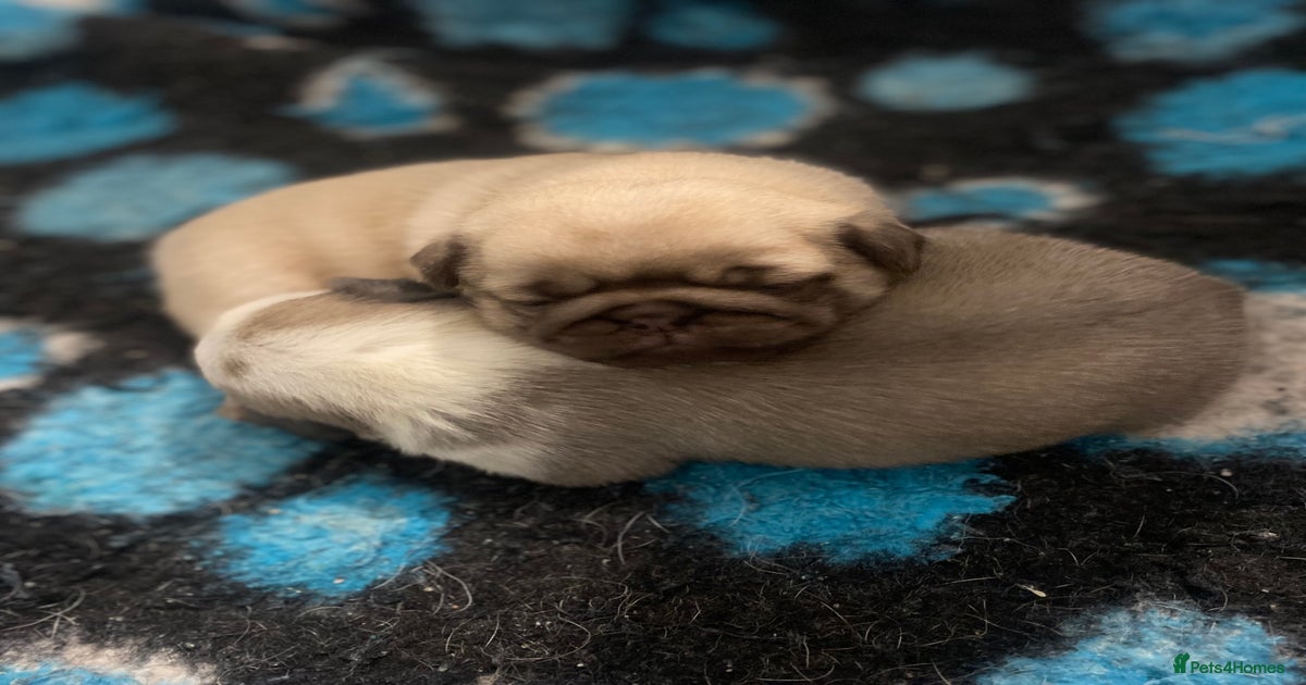 Two female Panda pug puppies for sale in Bishop's Stortford | Pets4Homes