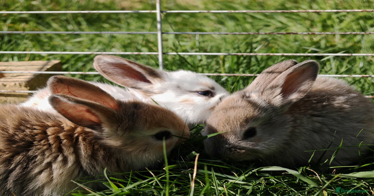 Beautiful baby rabbits for sale in Glasgow | Pets4Homes