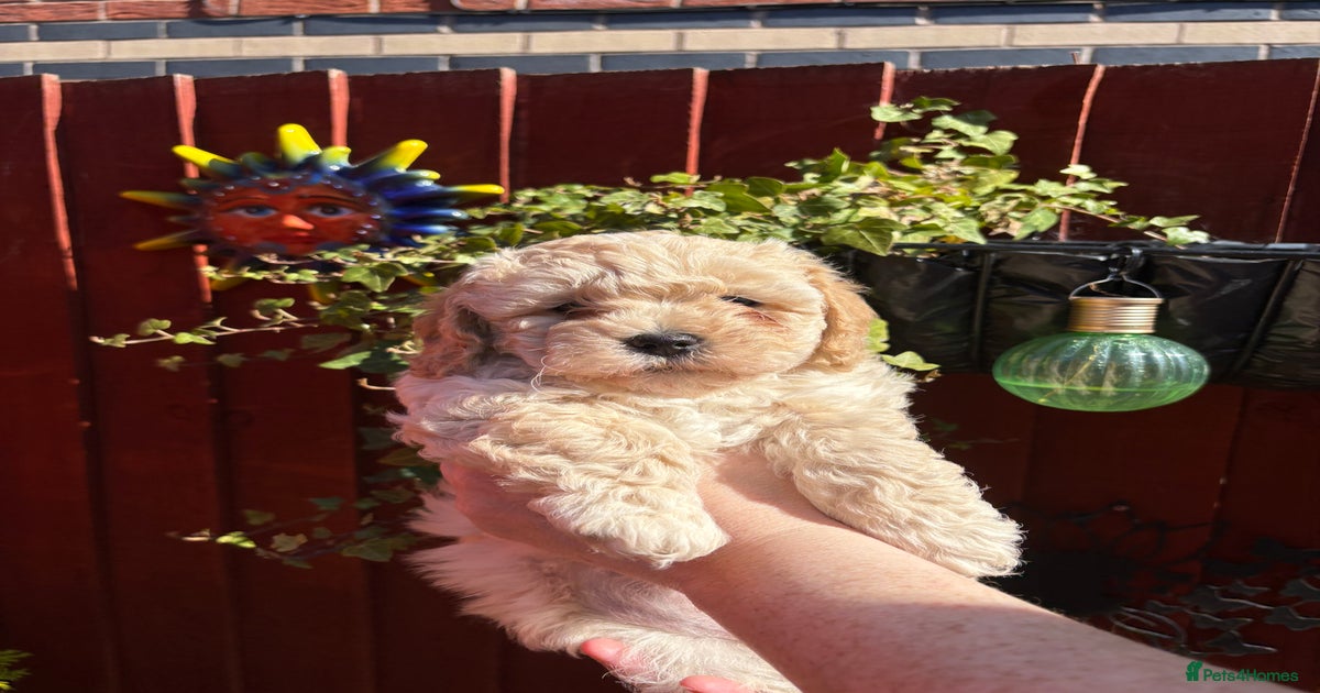 **Ready Easter Weekend** Cavapoochon puppies for sale in Ilkeston ...