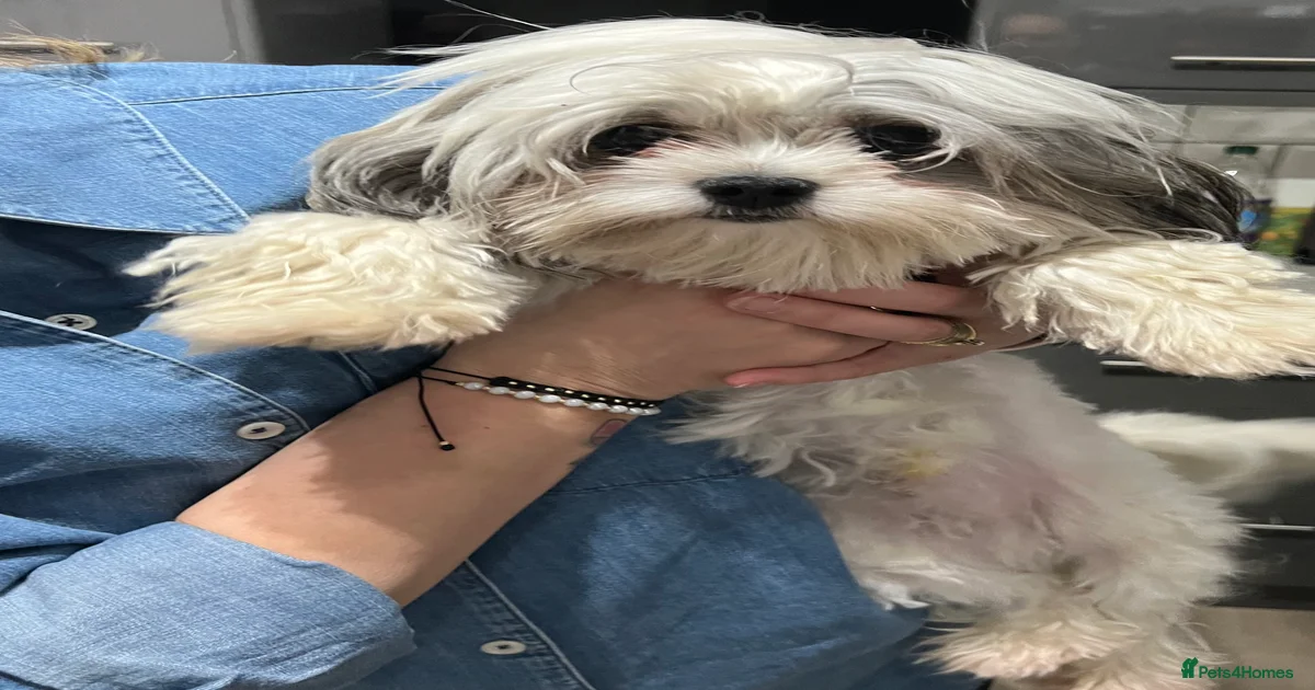 PROVEN Minnie Gorgeous white and silver Maltipoo for stud in Luton ...