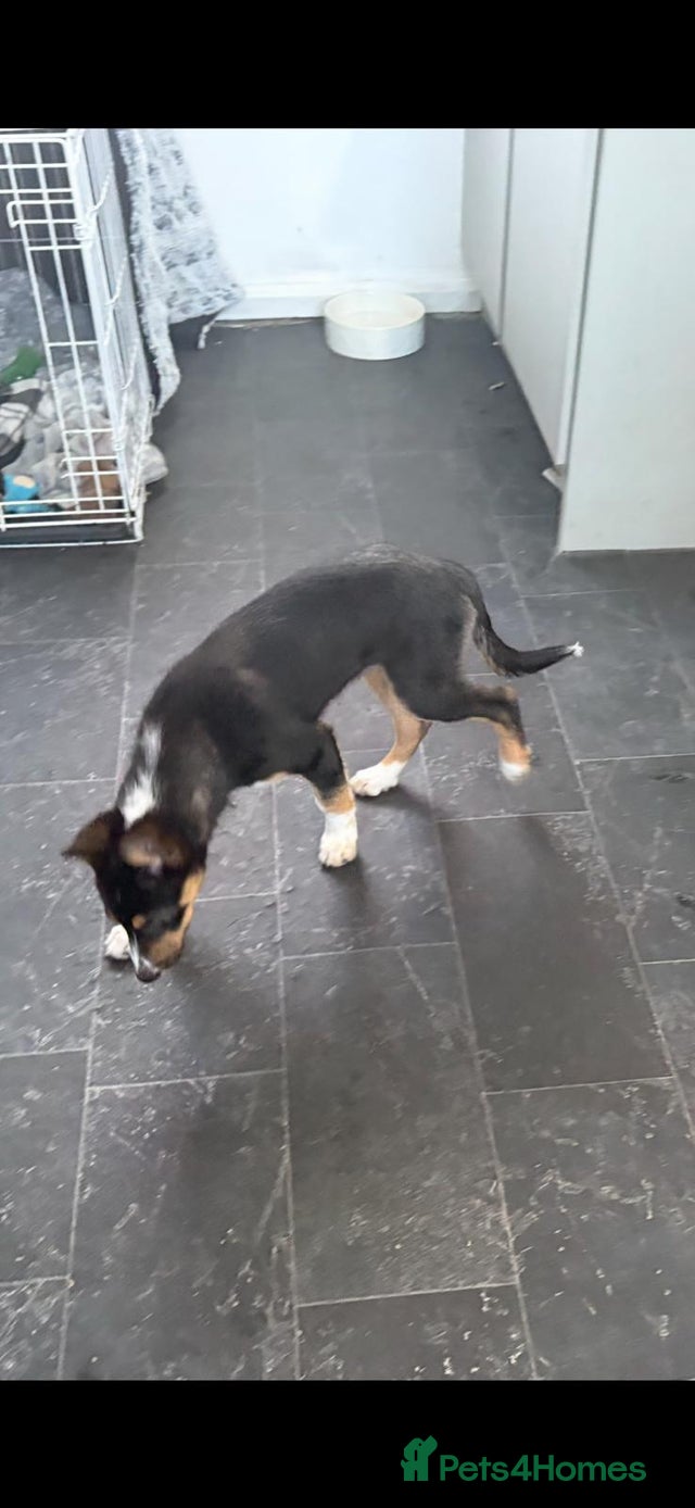 Male border collie for sale in Hartlepool | Pets4Homes