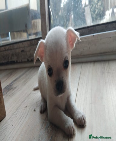 Pomchi Dogs Breed - Information, Temperament, Size & Price | Pets4Homes