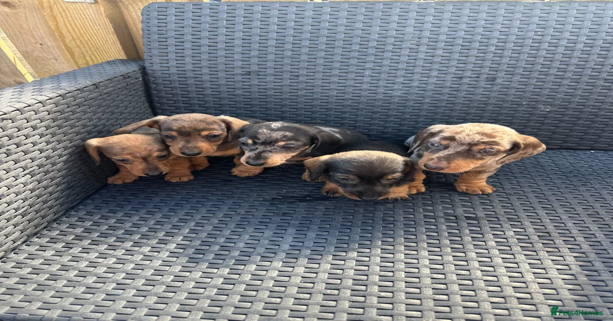 Puppies for sale in Scotland | Pets4Homes