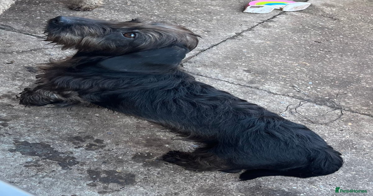 PROVEN WIRE HAIRED ROSS READY FOR STUD DUTIES for stud in Kidderminster ...