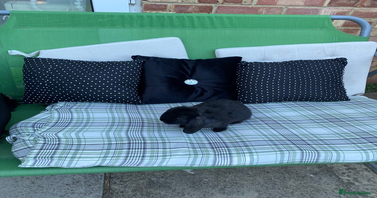 Batman and ladybug for sale in Reading | Pets4Homes