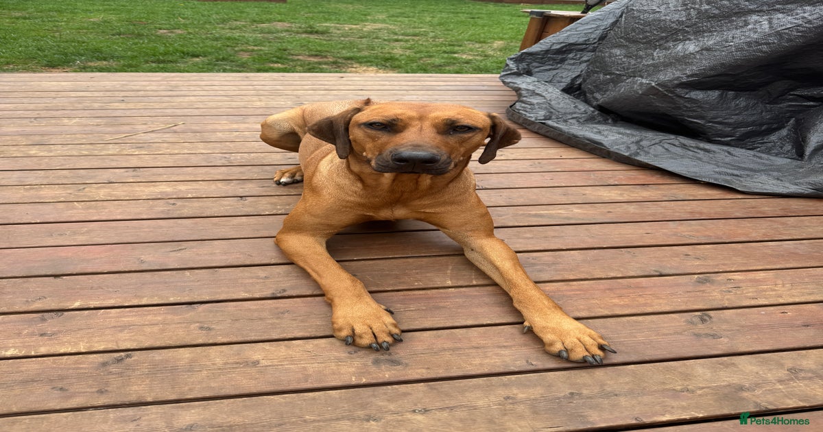 Pedigree Rhodesian Ridgeback for sale in Lincoln | Pets4Homes