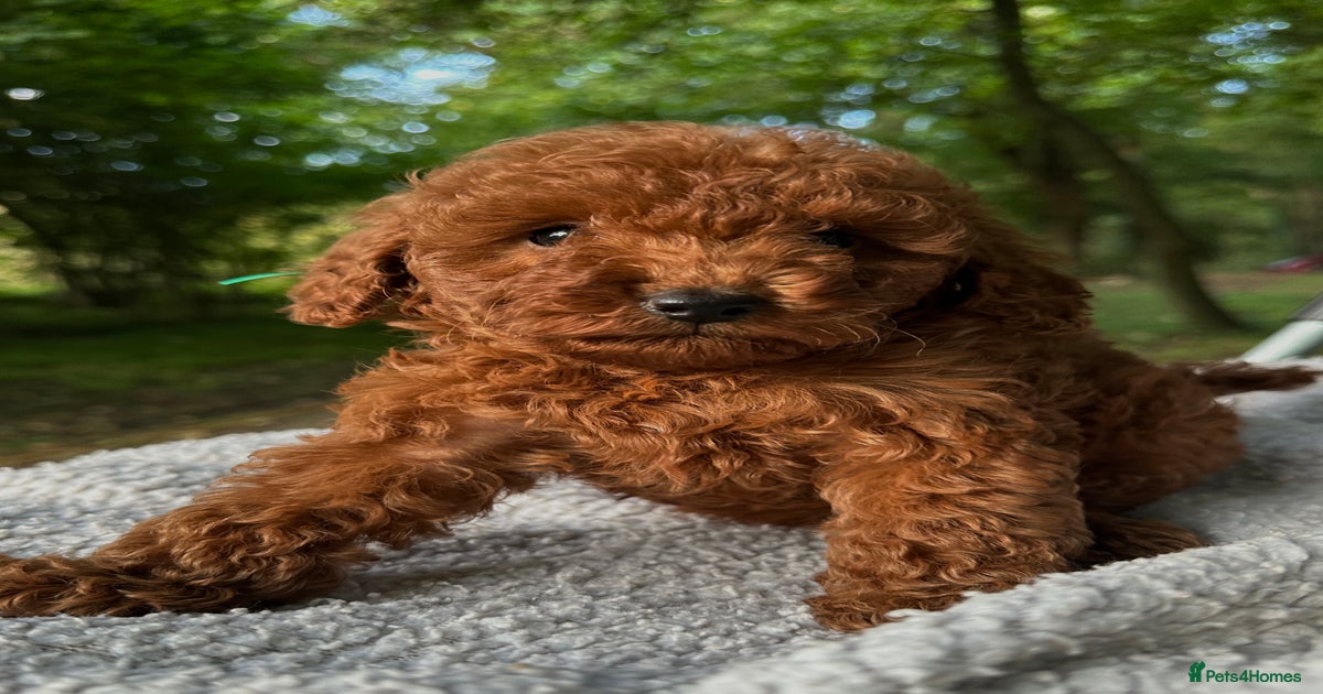 Stunning Deep Red Toy Poodles 🐩 Ready 12th March for sale in Gillingham ...