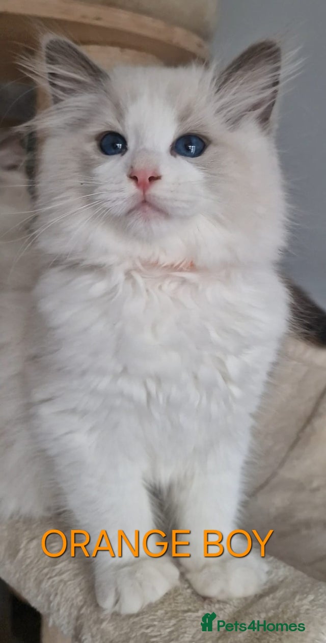 2 left Luxury European line Ragdolls kittens for sale in Coventry ...