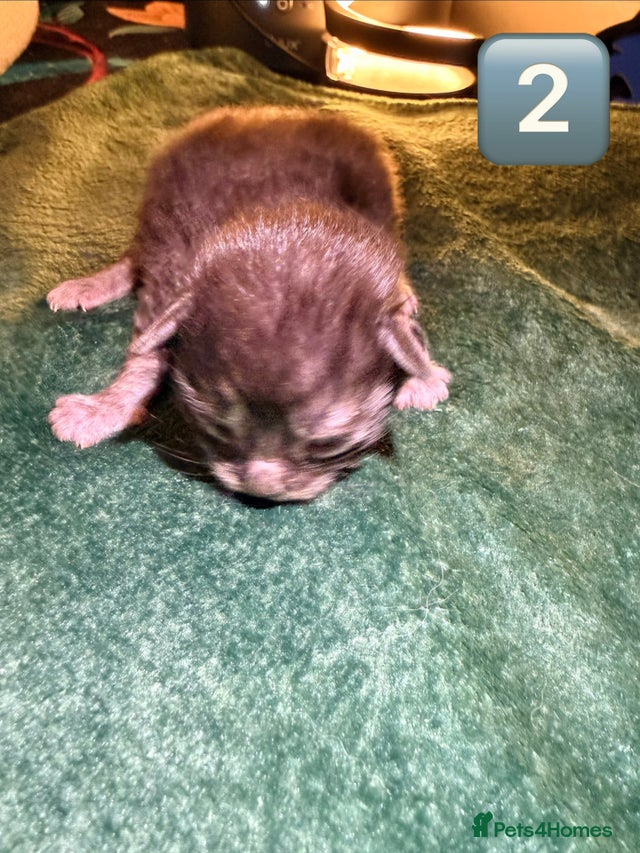 Gorgeous Fluffy Maine Coon Kittens for sale in Ryde | Pets4Homes