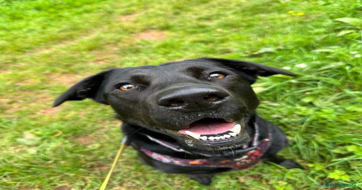 Female Labrador/Huntaway needs new loving home for sale in Torquay ...