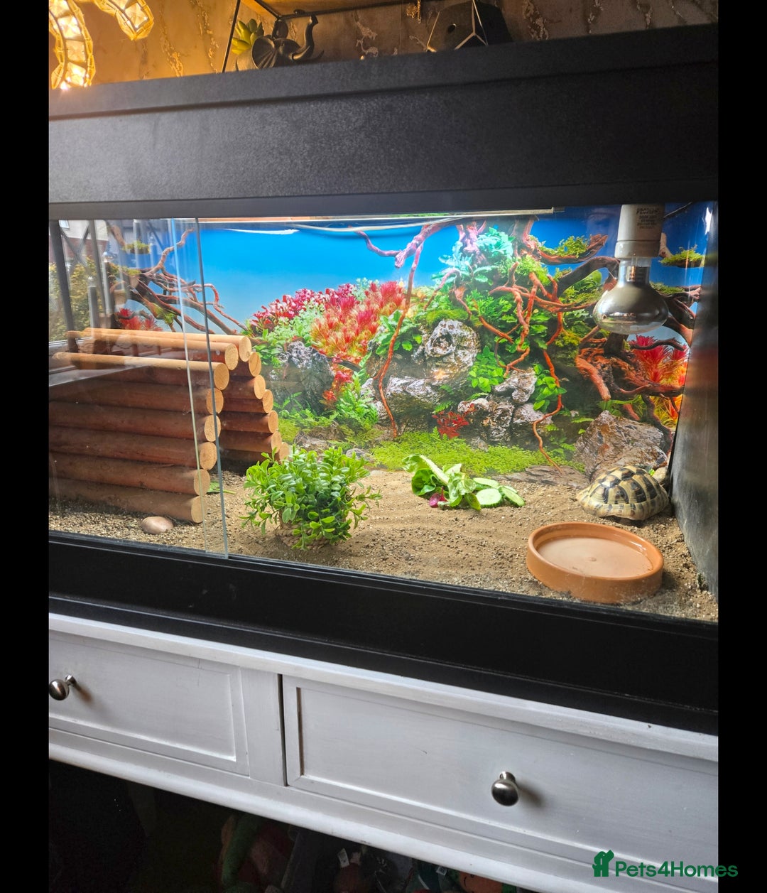 Herman tortoise for sale in Wakefield | Pets4Homes