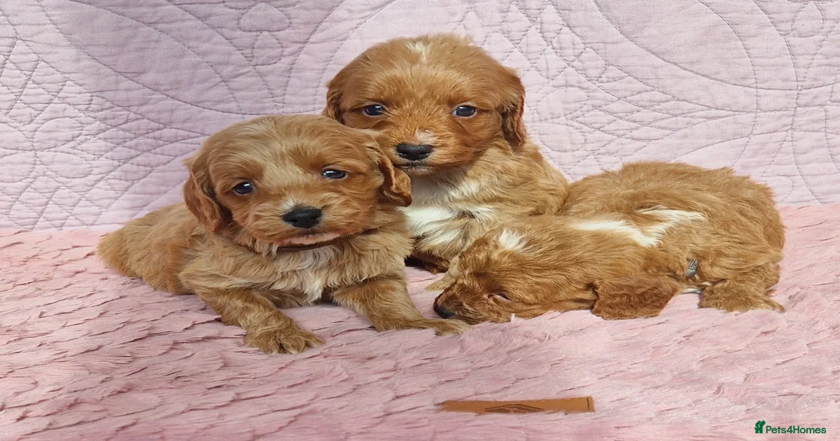 Puppies for sale in Barnet, Greater London | Pets4Homes