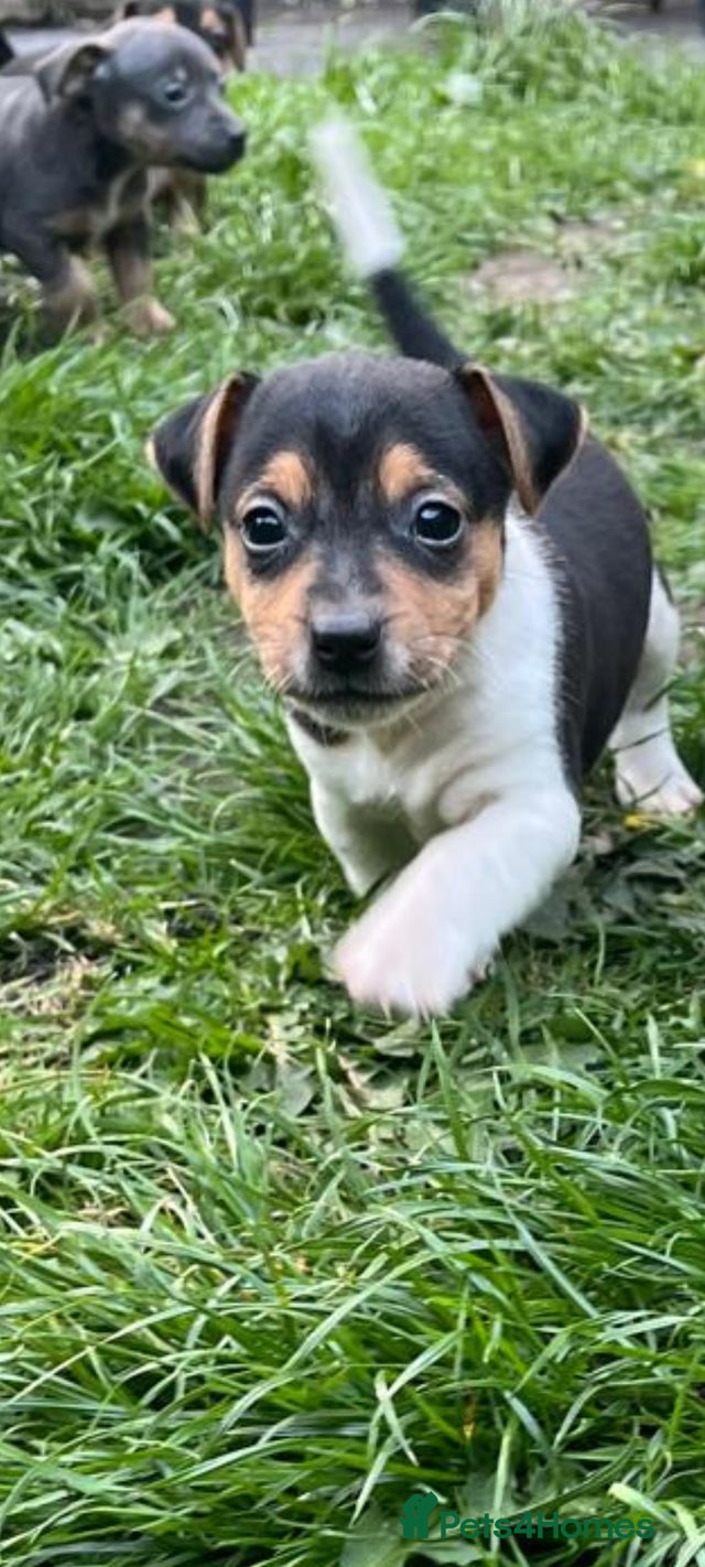 **rare miniature JRT only 1 available** for sale in Harrogate | Pets4Homes