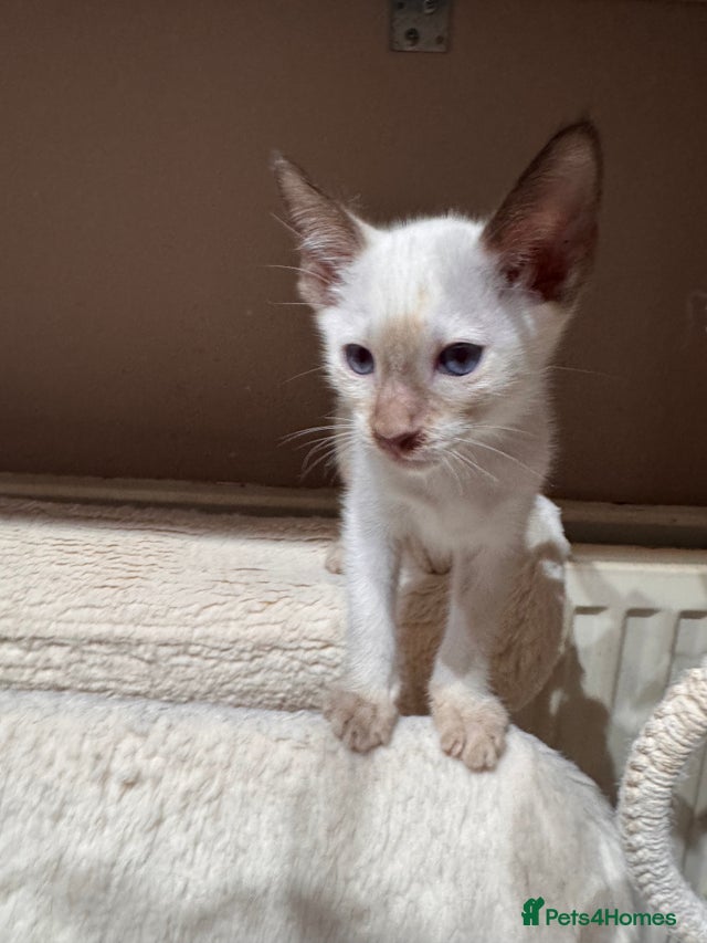 6 adorable lilac and chocolate point Siamese for sale in Preston ...