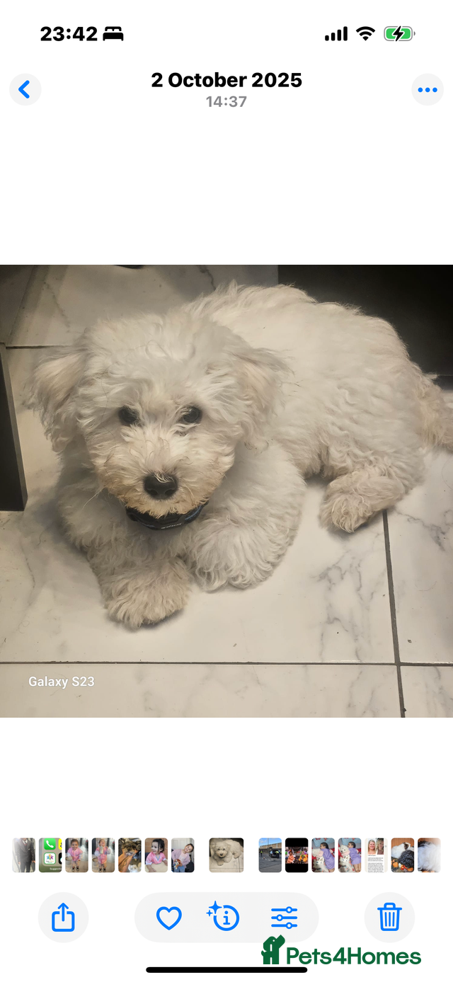 Bichon frise for sale in Birmingham | Pets4Homes