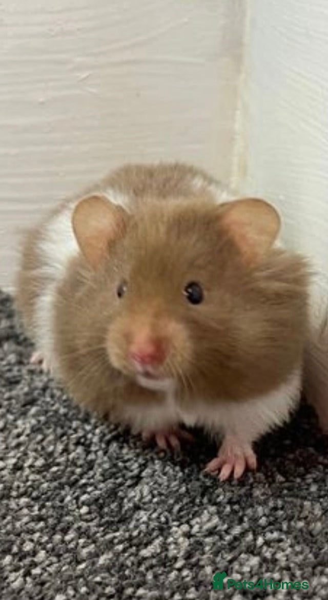 Baby hamsters for sale in London | Pets4Homes