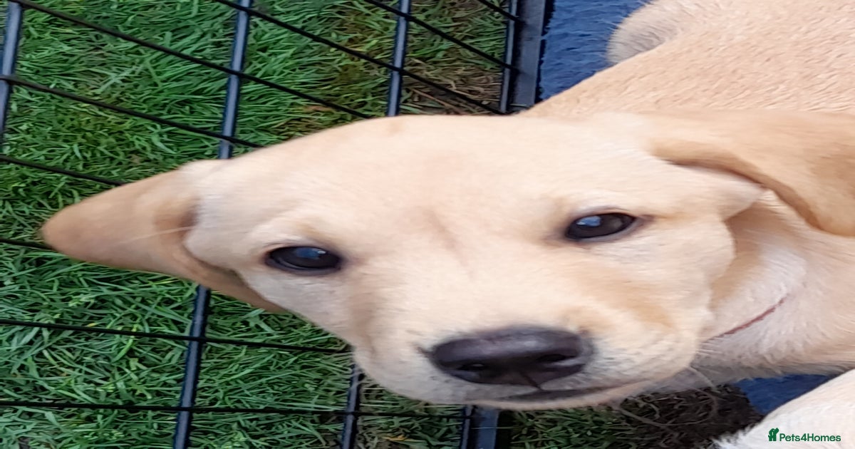 Champagne Labrador Boy for sale in Alford | Pets4Homes