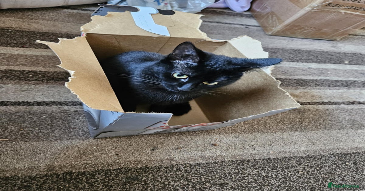 Cat and kitten for sale in Blackpool | Pets4Homes