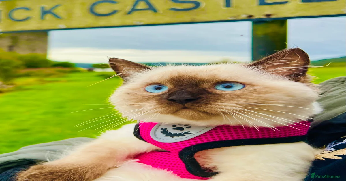 Ragdoll Kittens for sale in Scotland | Pets4Homes