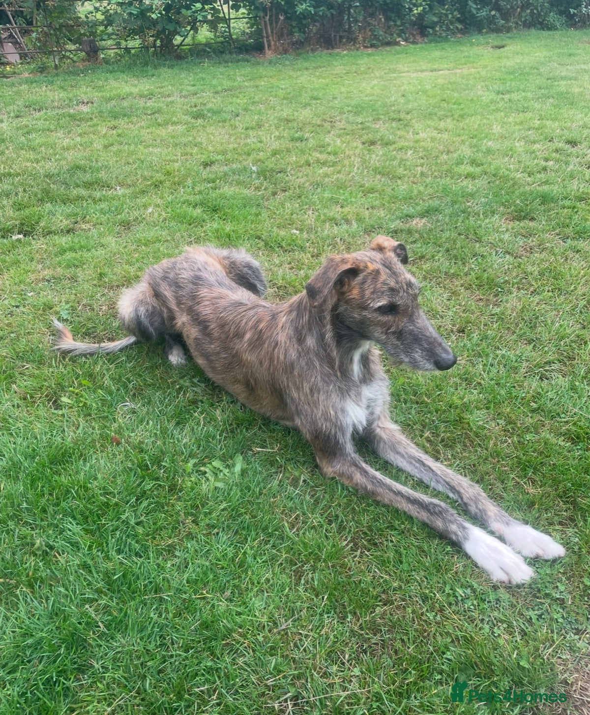 Lurcher collie Puppies for sale | Pets4Homes