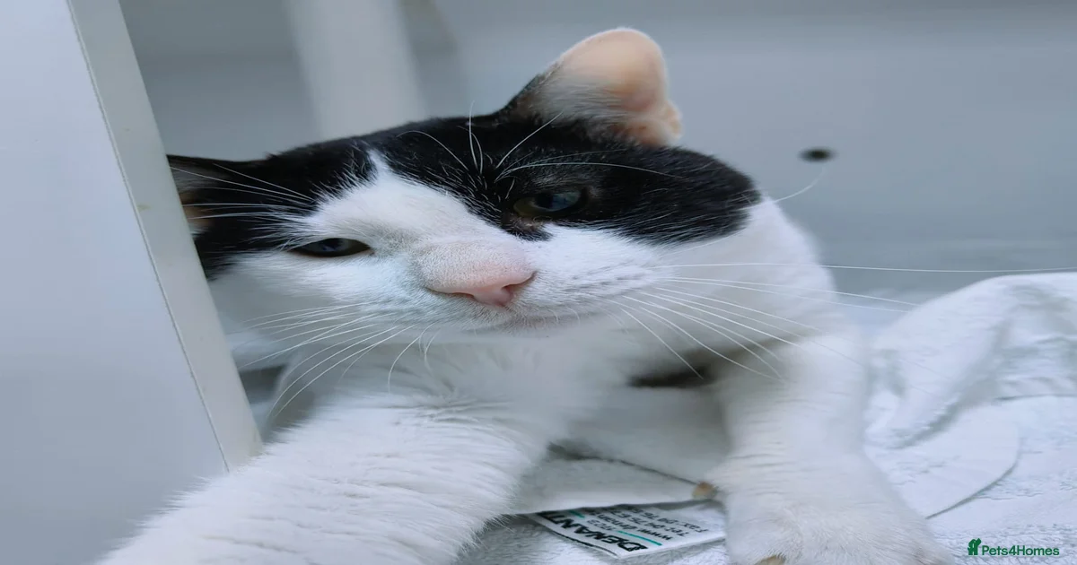 Pets & Animals for adoption | Pets4Homes