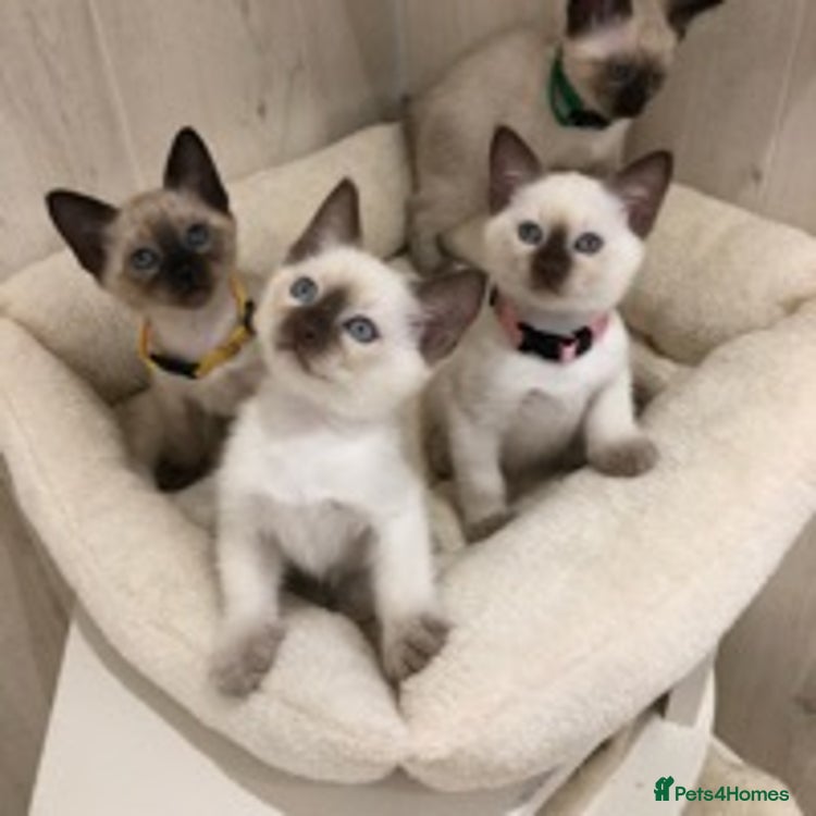 Licensed breeders of Siamese kittens | Pets4Homes