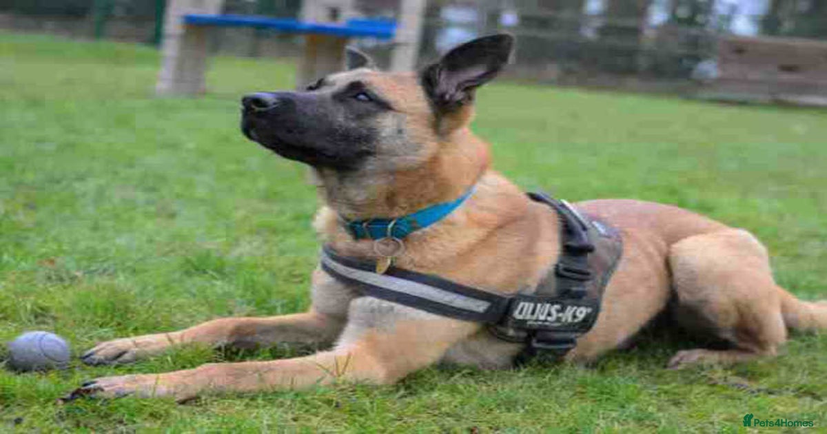 Belgian Shepherd (Malinois) crossbreed for sale in Slough | Pets4Homes