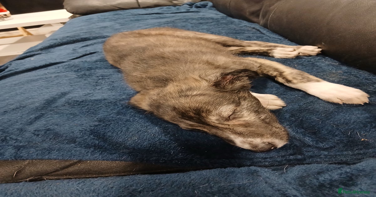 Female lurcher 14 weeks for sale in Ashington | Pets4Homes