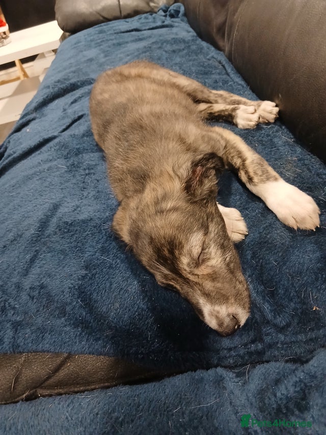 Female lurcher 14 weeks for sale in Ashington | Pets4Homes