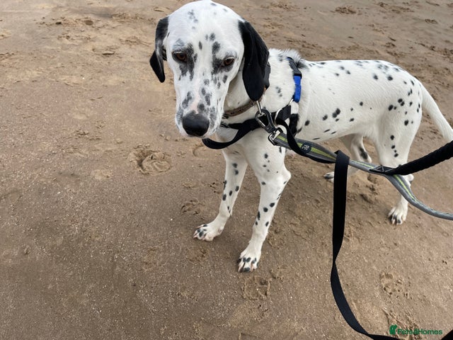 Pippa is 4 for sale in Buxton | Pets4Homes