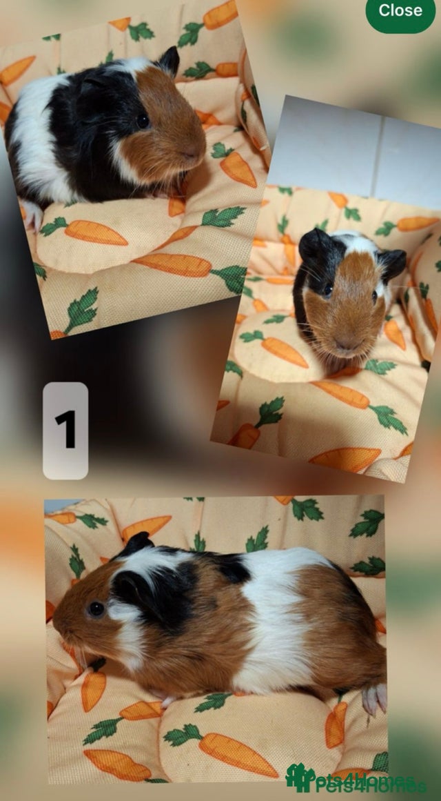 Female and male guinea pig babies for sale in Nottingham | Pets4Homes
