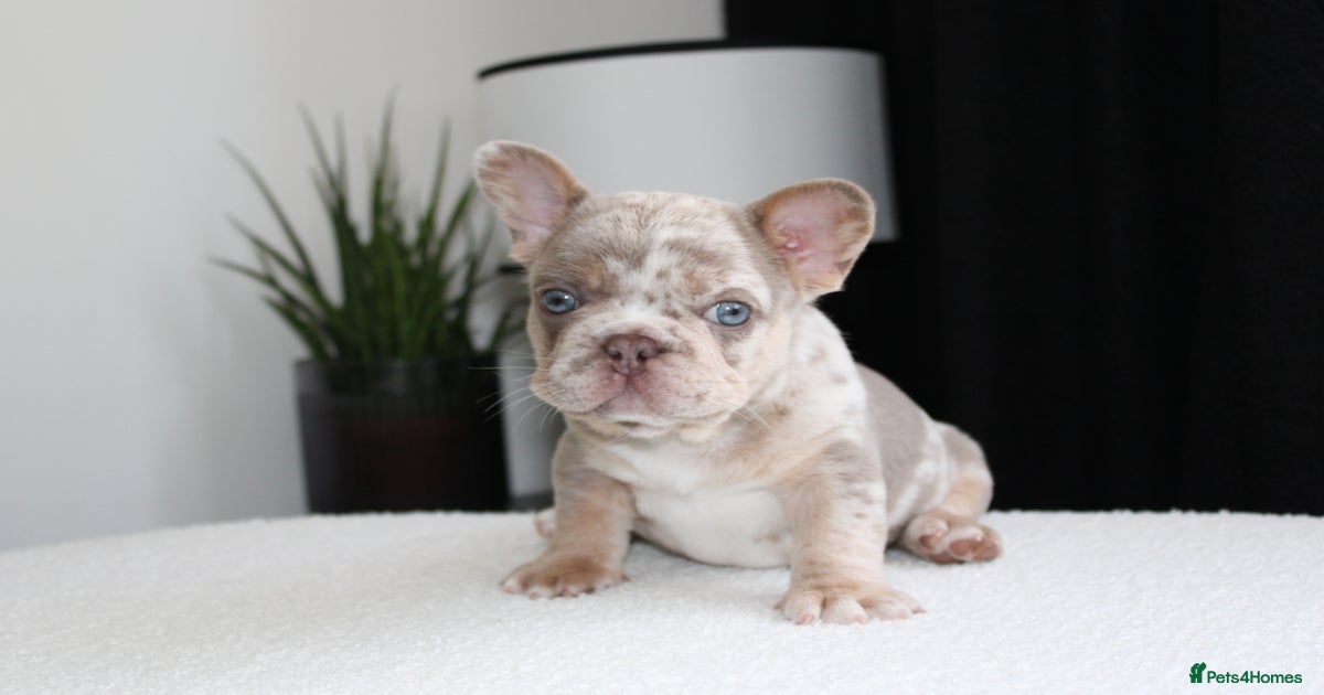 BEAUTIFUL SPLIT FACE MERLE FRENCH BULLDOG PUPPY! for sale in ...