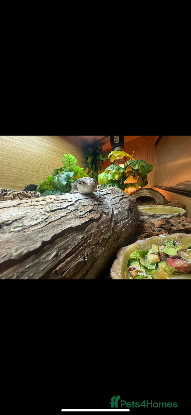 Blue tounged skink for sale in Bristol | Pets4Homes