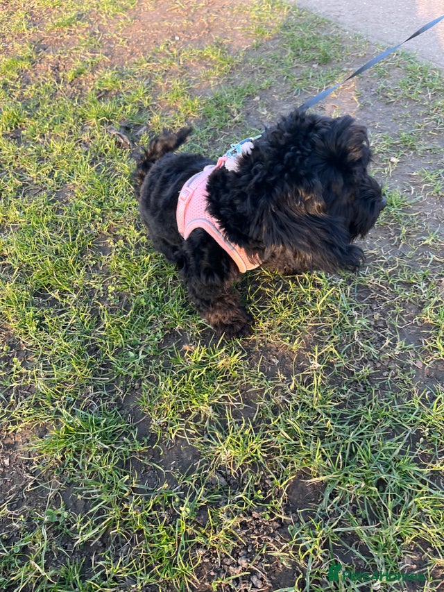 Female Cockapoo 10 months for sale in Harrow | Pets4Homes
