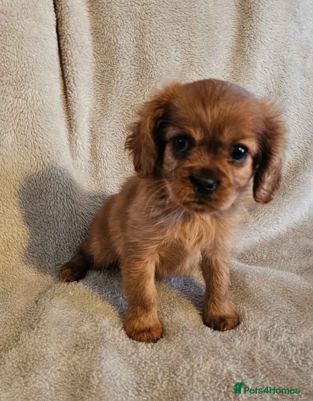Cavalier King Charles Spaniel Puppy for sale in Sunderland | Pets4Homes