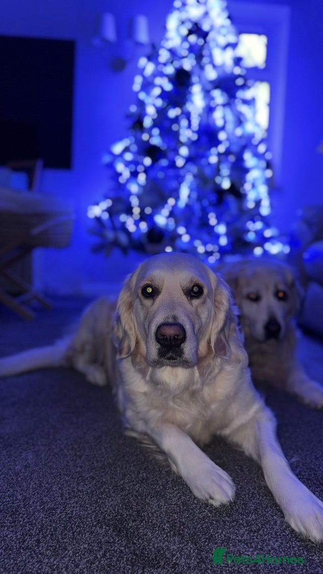 We are looking for a male golden retriever stud for stud in Sutton ...