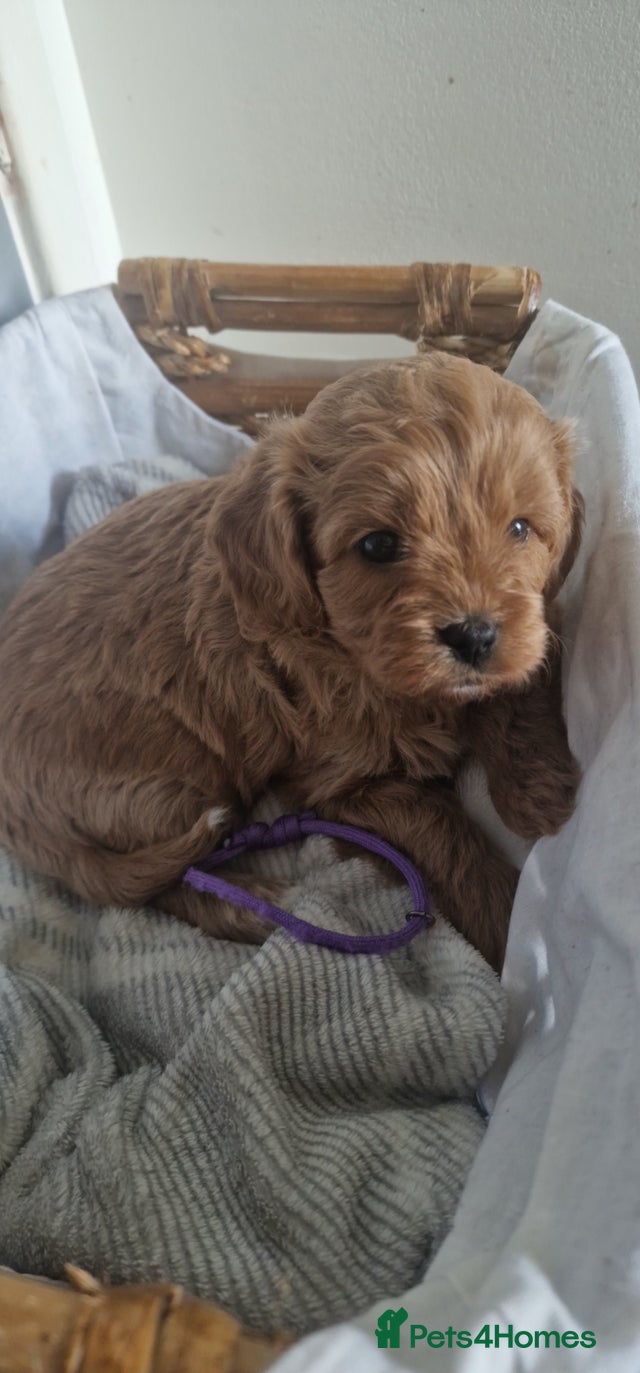 Stunning f1 cavapoo puppies looking for 5* homes for sale in Chelmsford | Pets4Homes