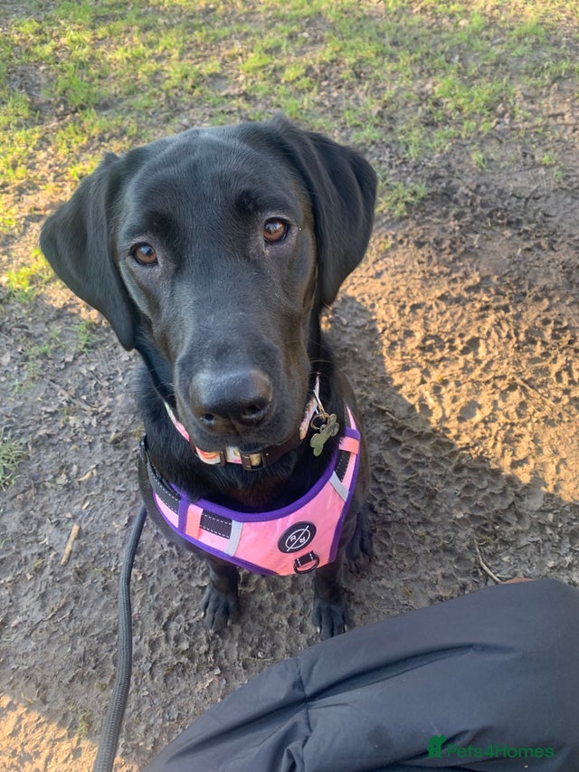 16 month old Labrador for sale in Northampton | Pets4Homes