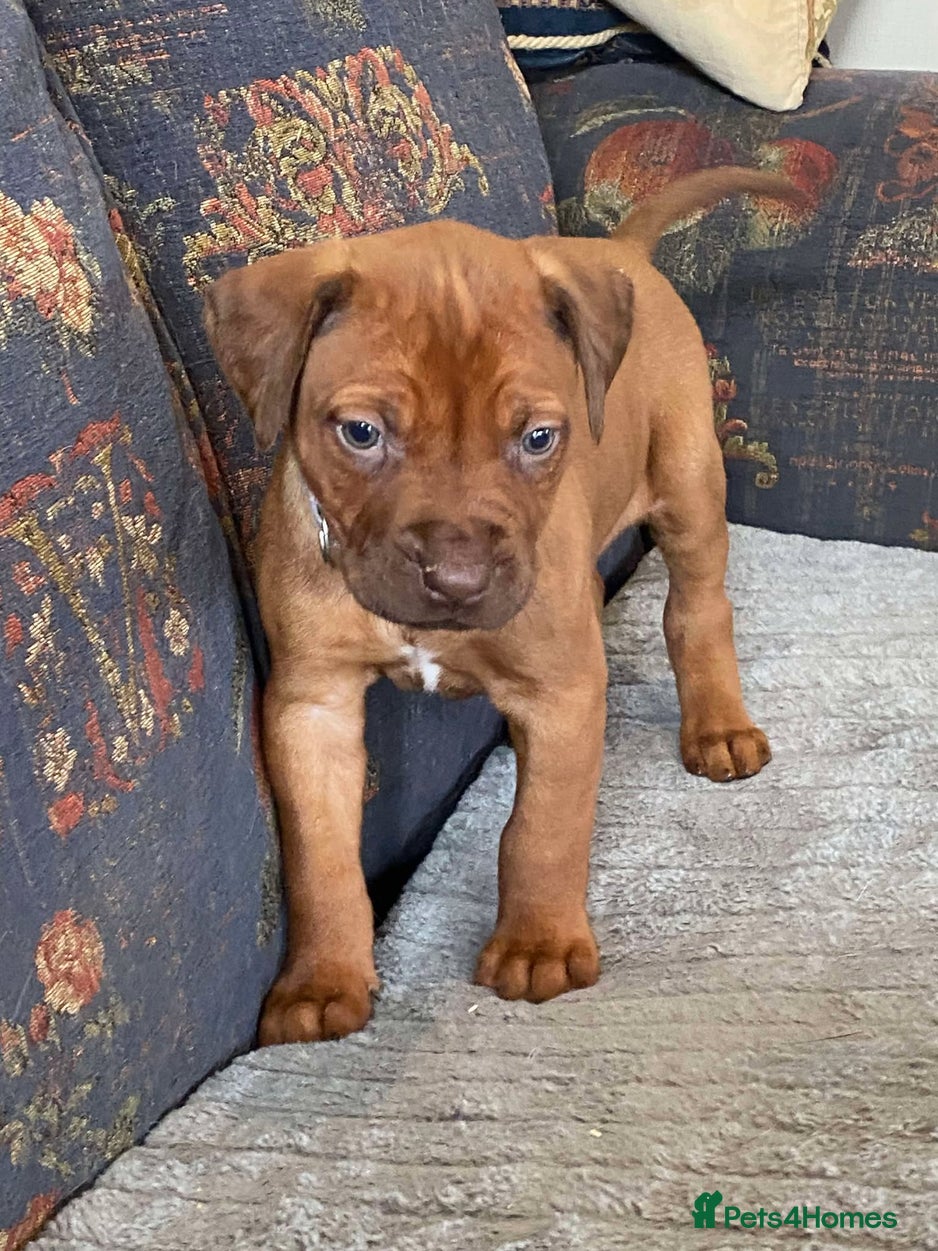 Rhodesian Ridgeback Dogs Breed - Information, Temperament, Size & Price ...