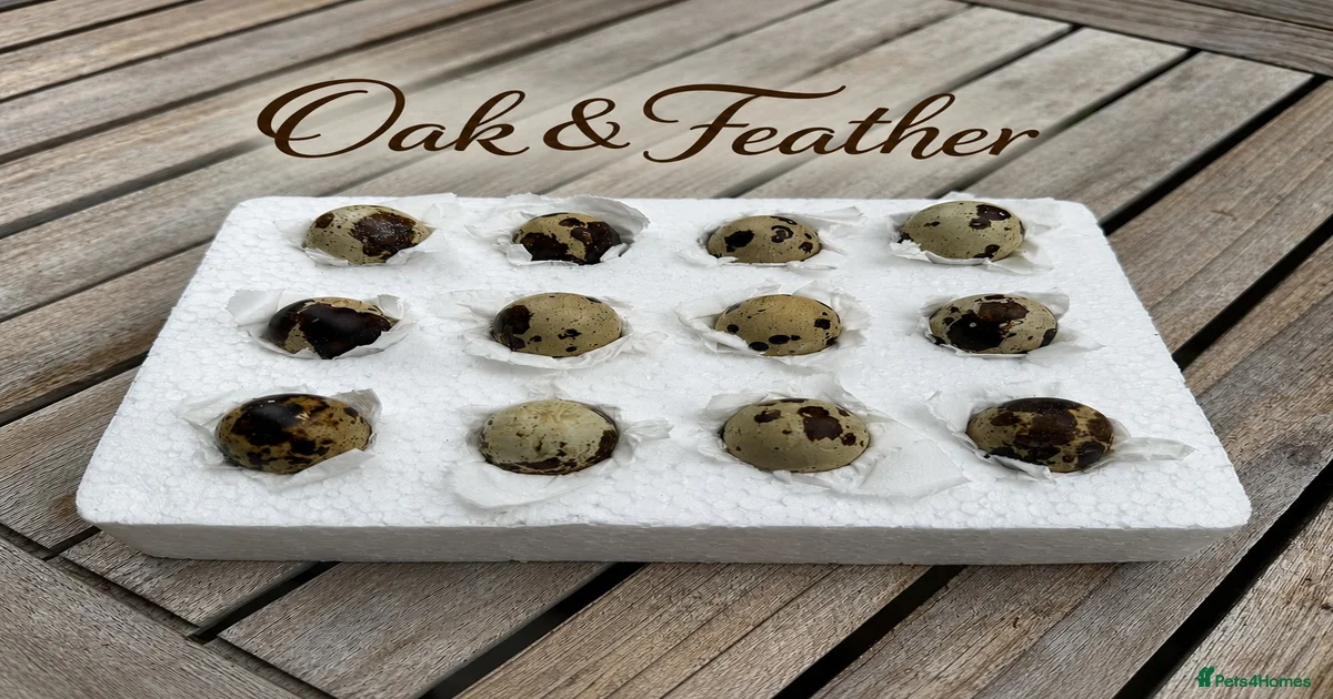 Coturnix Quail Hatching Eggs | Excellent Fertility for sale in West ...