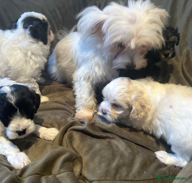 Maltipoo puppies for sale in Battle | Pets4Homes