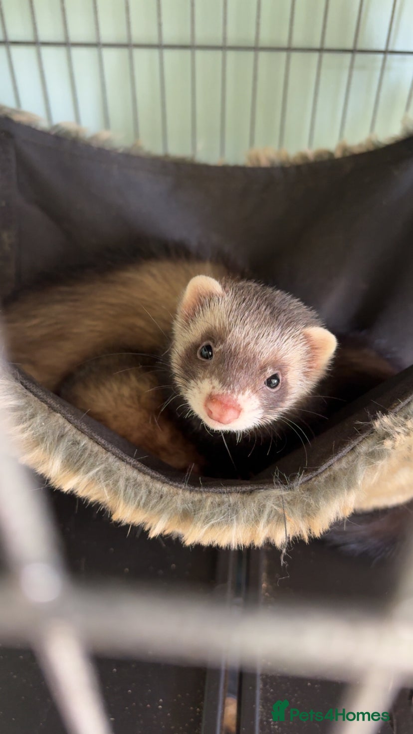 Female ferret for sale for sale in Romford | Pets4Homes