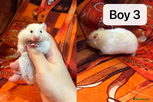 Adorable Ready-to-Go Hamster Babies for sale in London | Pets4Homes