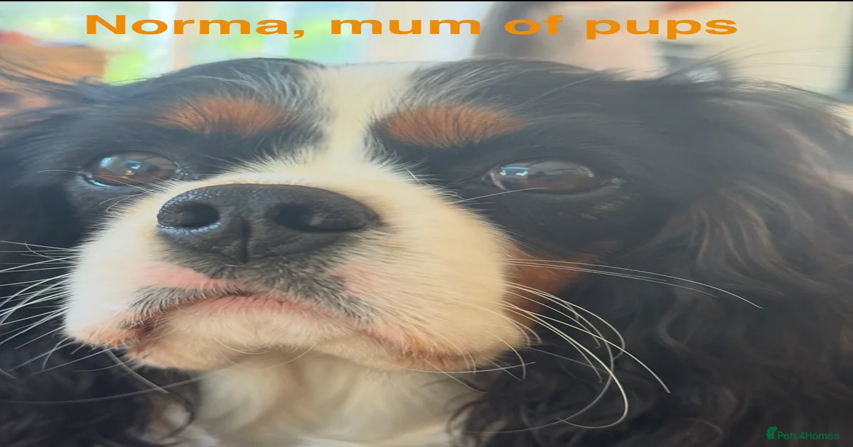 Pomera Cavalier King Charles Spaniel Puppies for sale | Pets4Homes