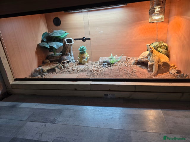 10 Month old bearded dragon and complete setup for sale in Coventry ...