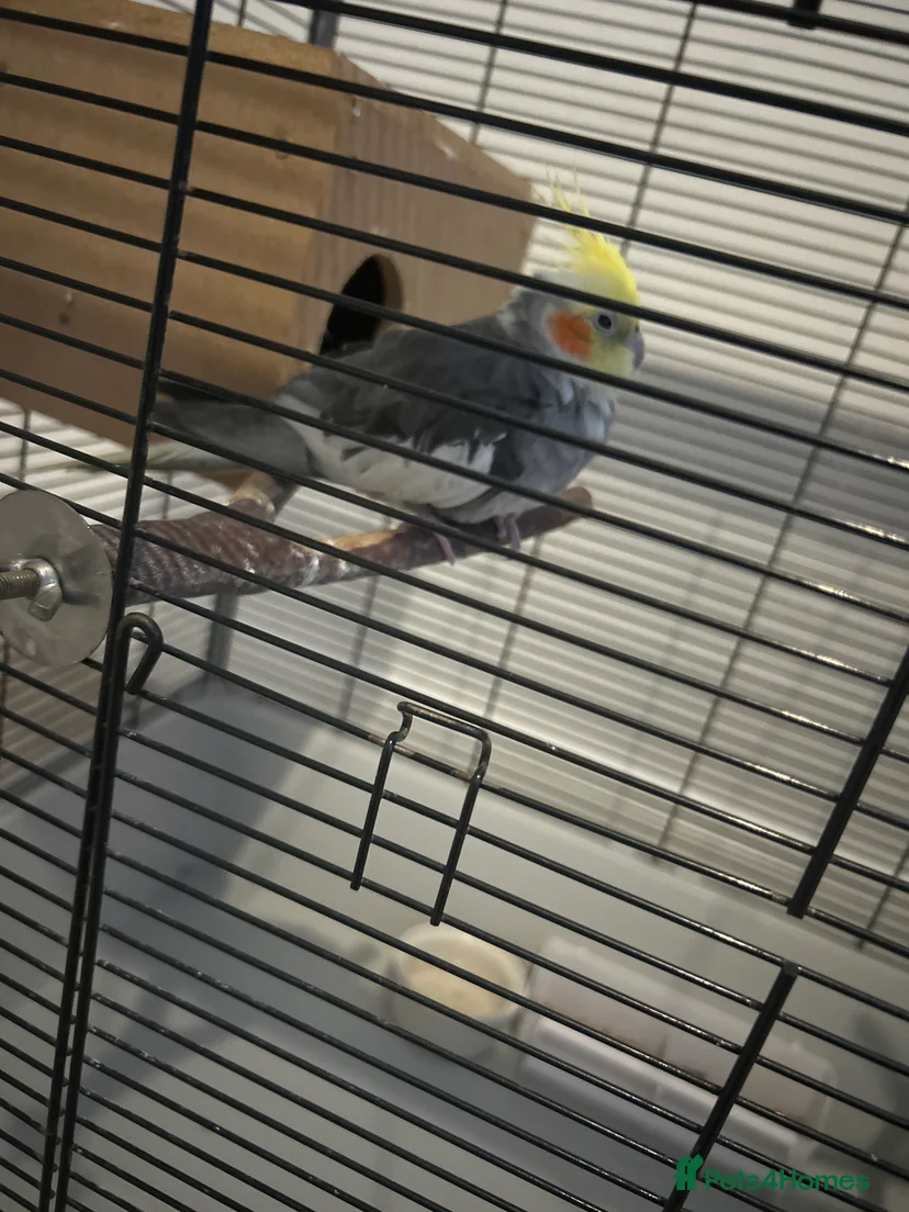 2 tamed cokatiel male and female for sale in Basildon | Pets4Homes
